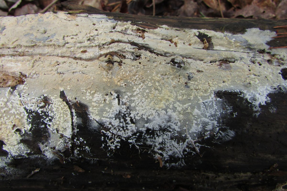 Sertulicium granuliferum | CrustFungi.Com
