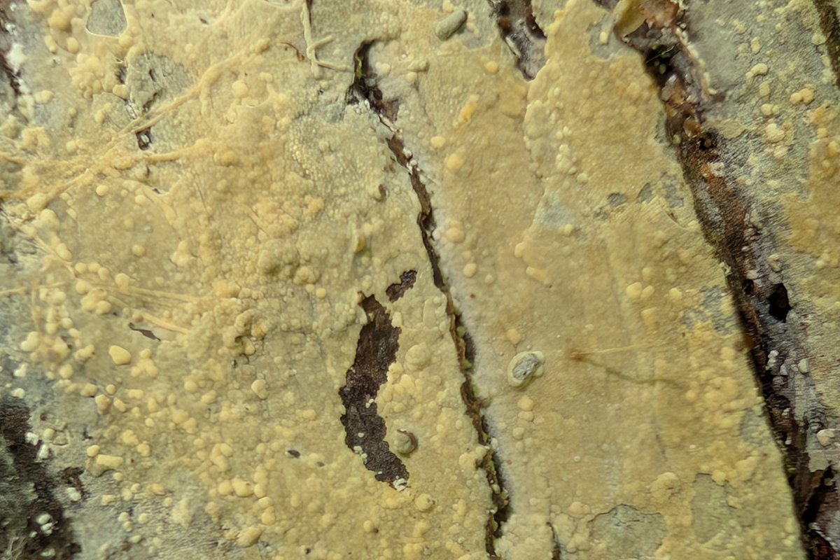 Sertulicium granuliferum | CrustFungi.Com