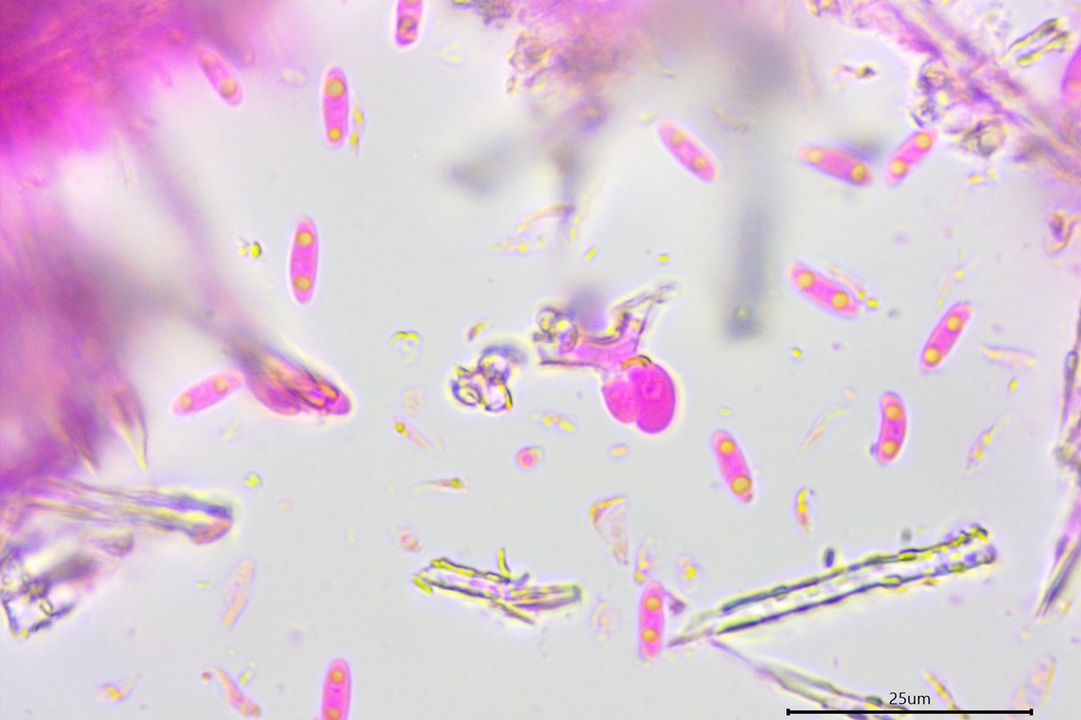 Subulicystidium sp. 'WI01' | CrustFungi.Com