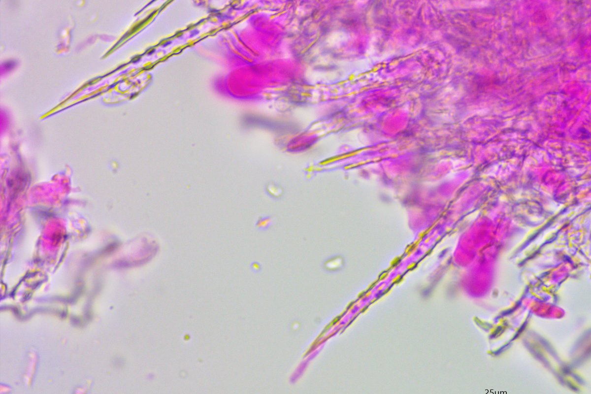 Subulicystidium sp. 'WI01' | CrustFungi.Com