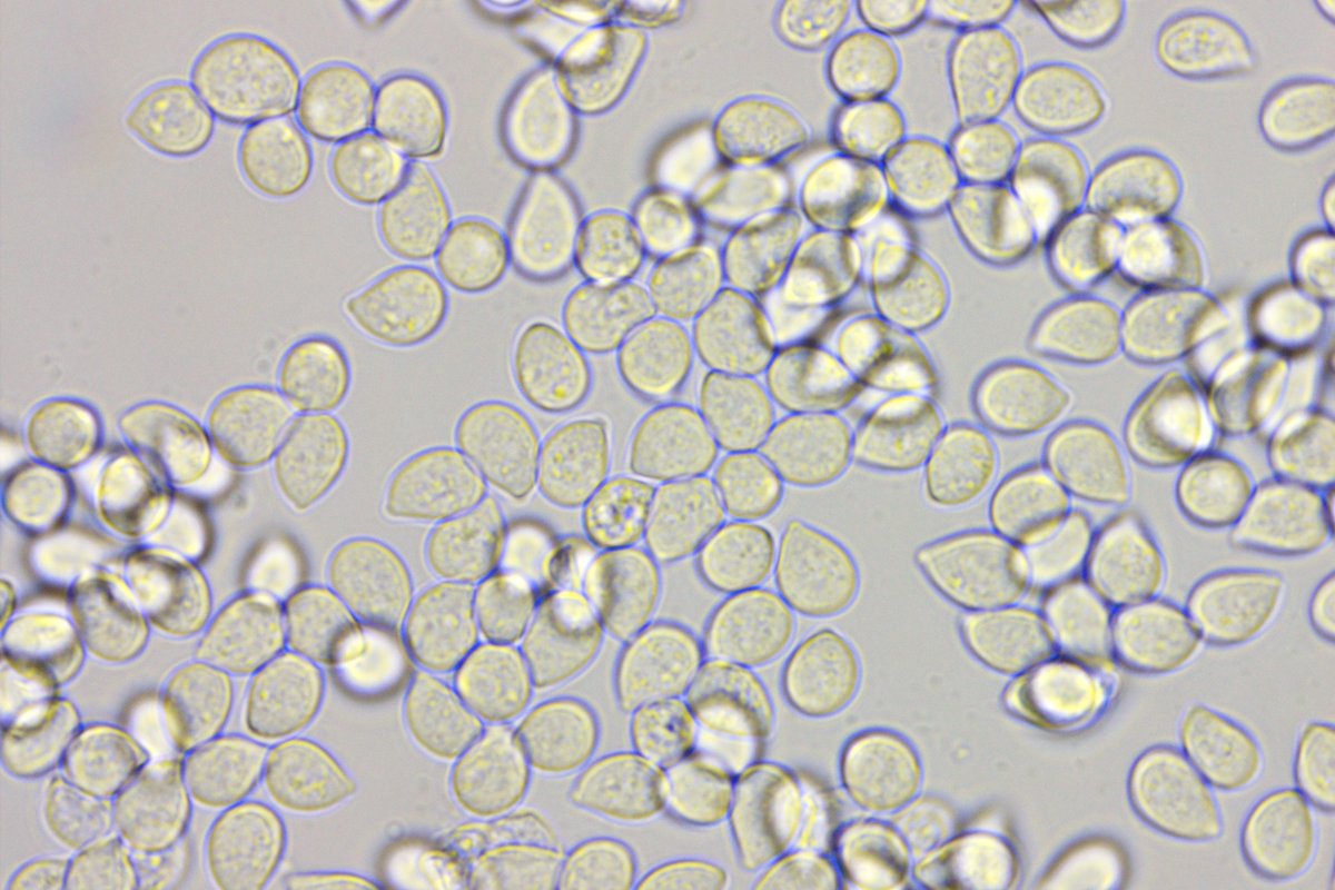 Cylindrobasidium evolvens | CrustFungi.Com