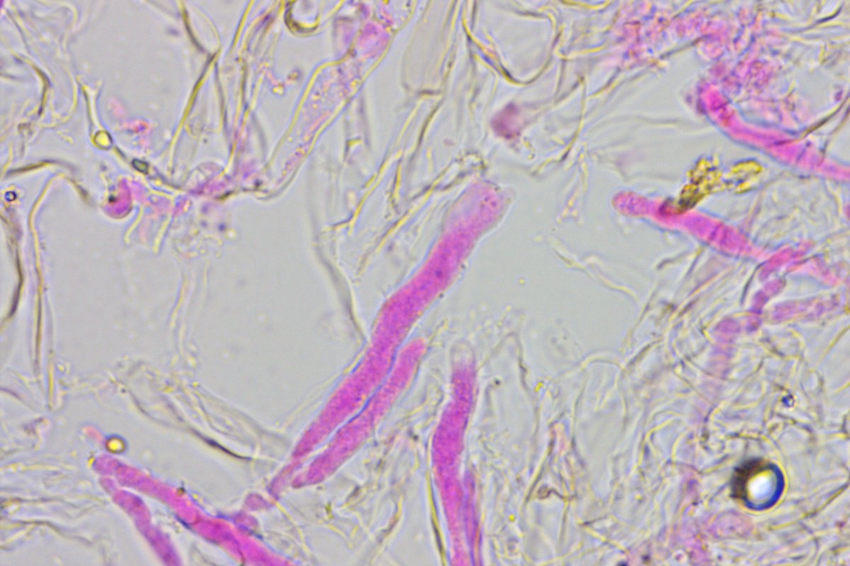 Cylindrobasidium evolvens | CrustFungi.Com